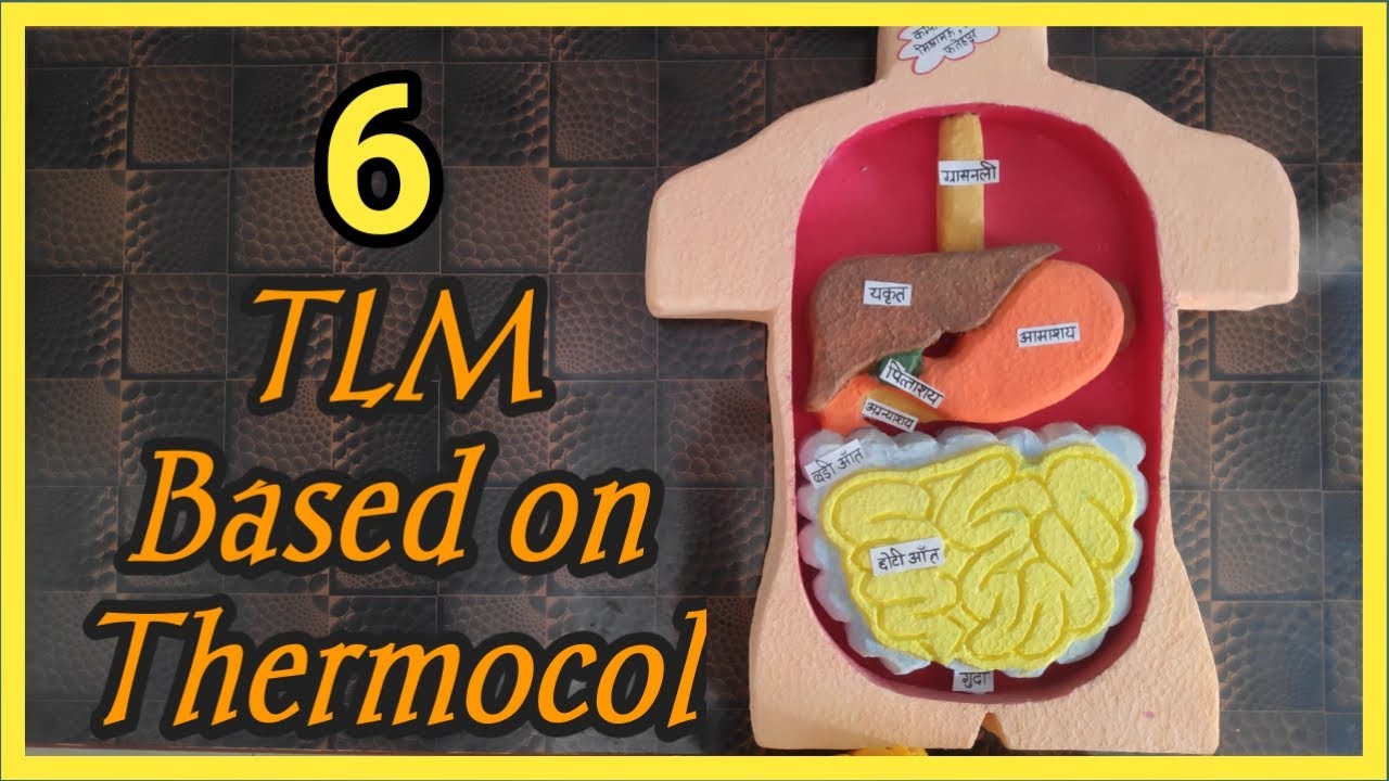 TLM based on thermocol||digestive system on thermocol||thermocol tlm ...
