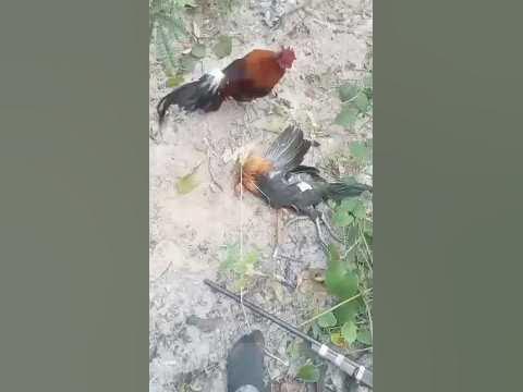 Dib qaib qus tuaj zoo tas tsa nawb hhh. 24/12/2024 - YouTube