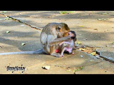 Wow..! Alika monkey looks like so loves and takes care of her baby so ...