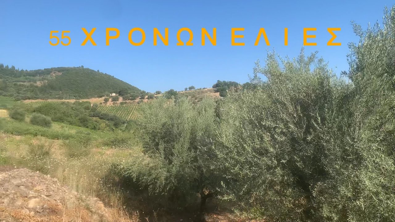 🌿 Ελιές 55 ετών 🫒 | Το τέλειο ελαιόλαδο στα 450 μέτρα ⛰️🌞 - YouTube