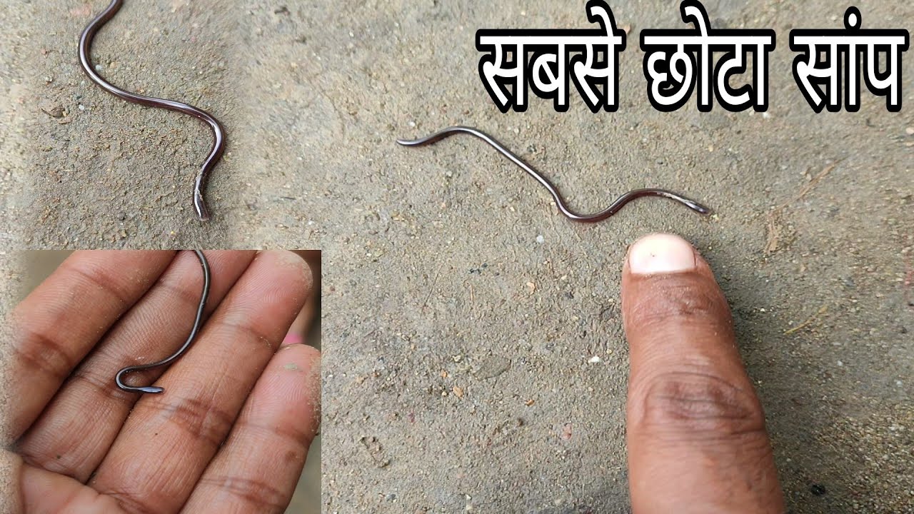Indian Worm Snake दुनिया का सबसे छोटा सांप और केचुआ की तरह चलता है ...
