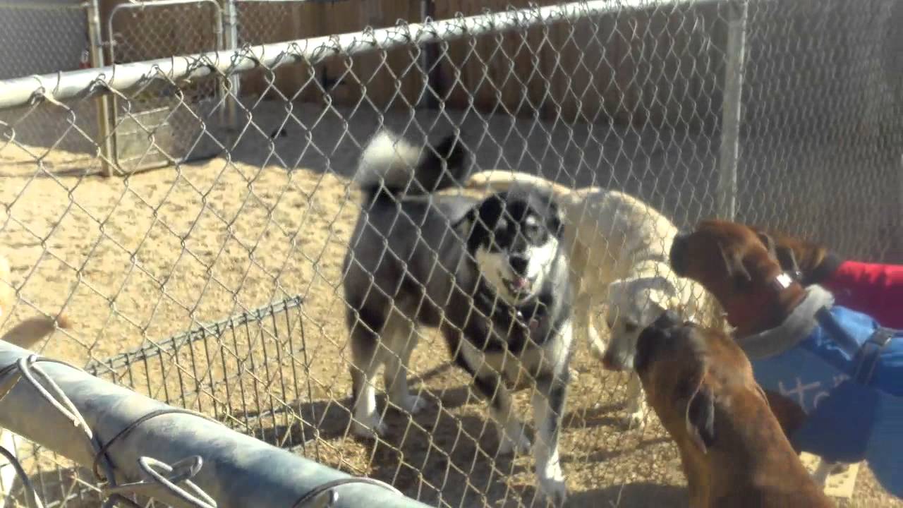 Kodiak, Manny, Maxie, Mona, Libby, Raleigh, Fenrir, Dakota and Ryleigh ...