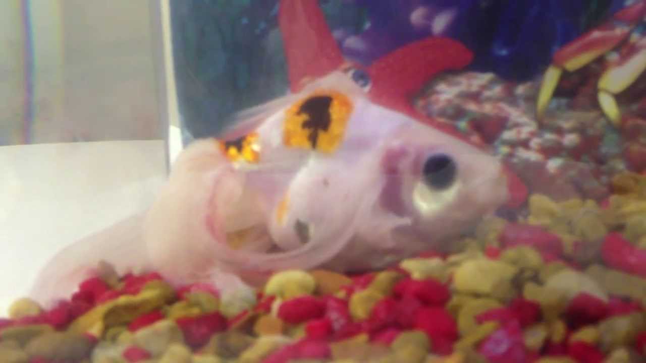 Goldfish unable to float workup with undisclosed air bladder disease ...