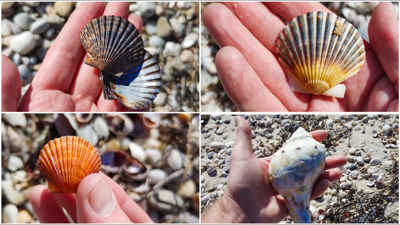 Virtual Shelling on Long Island, NY - Colorful Scallops abound! - YouTube