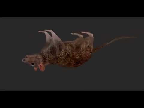 Spinning rat - YouTube