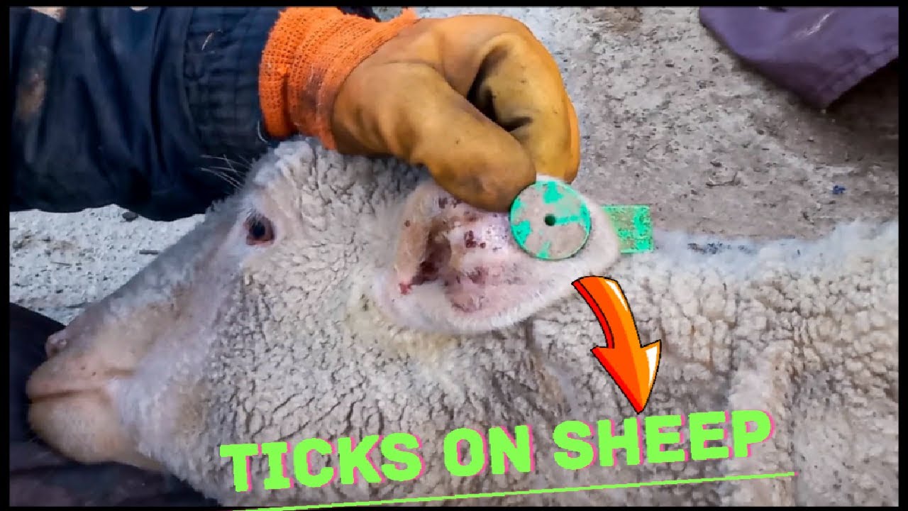 How To Prevent And Treat Ectoparasites in Sheep #parasite #sheep - YouTube