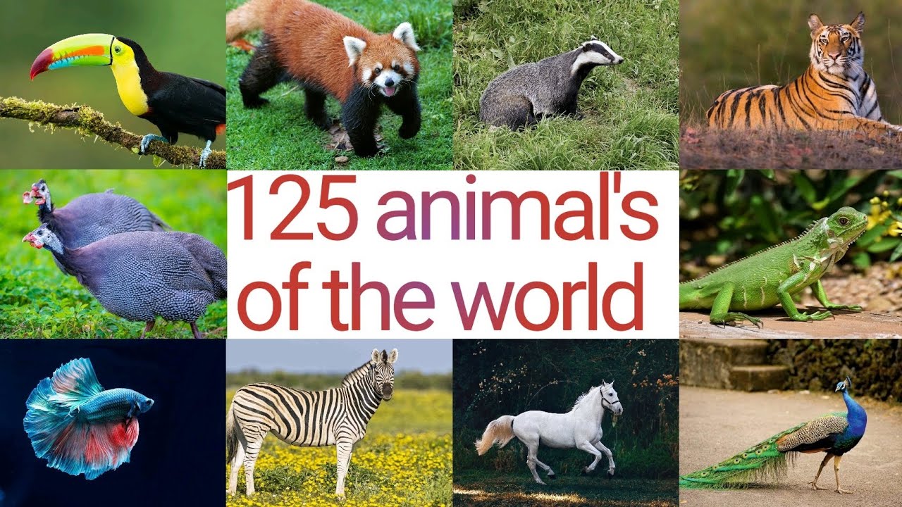Animals Name; Discover 125 Animals From Around the World! - YouTube