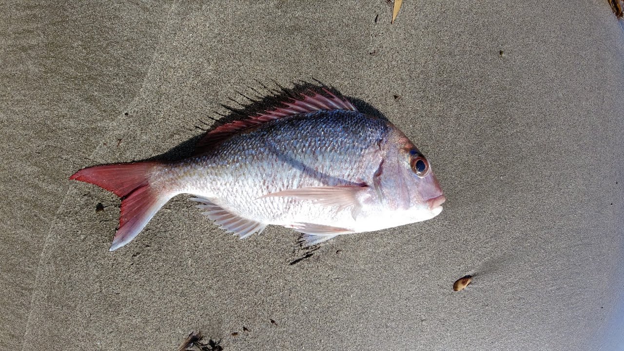 NZ Fishing. Fishing video 2021. Inflatable boat fishing . Whangaparaoa ...
