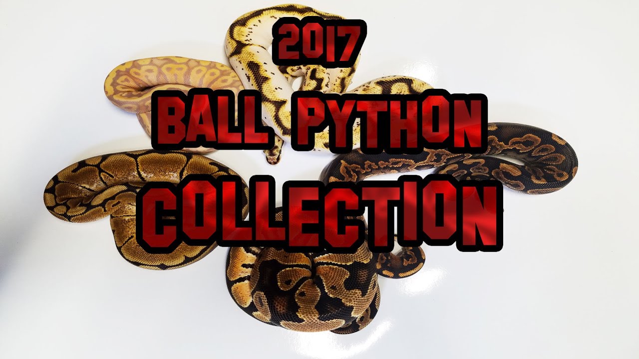 2017 BALL PYTHON collection - YouTube