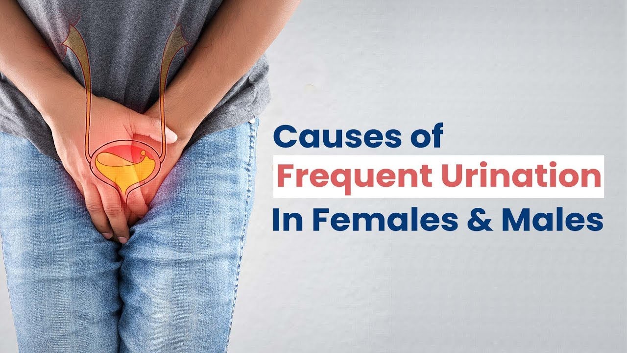 Why Do You Pee So Often? Uncovering the Causes of Frequent Urination ...