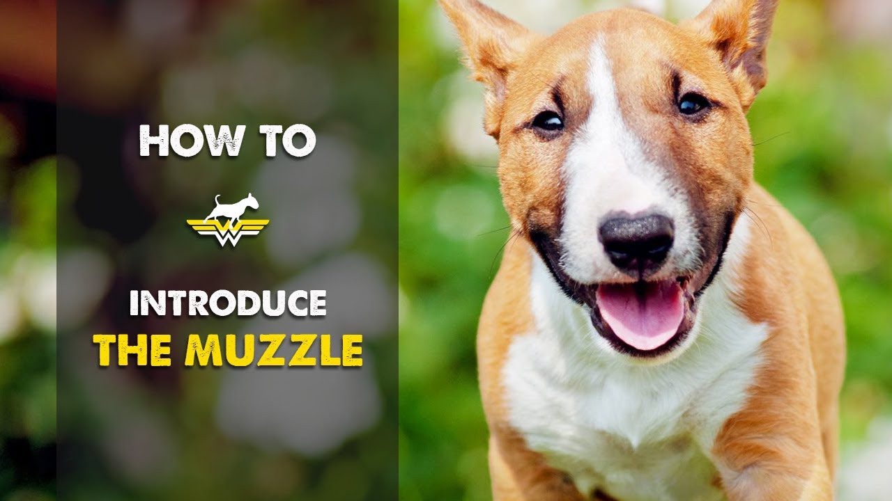 Dog training-How to introduce the muzzle ! - YouTube