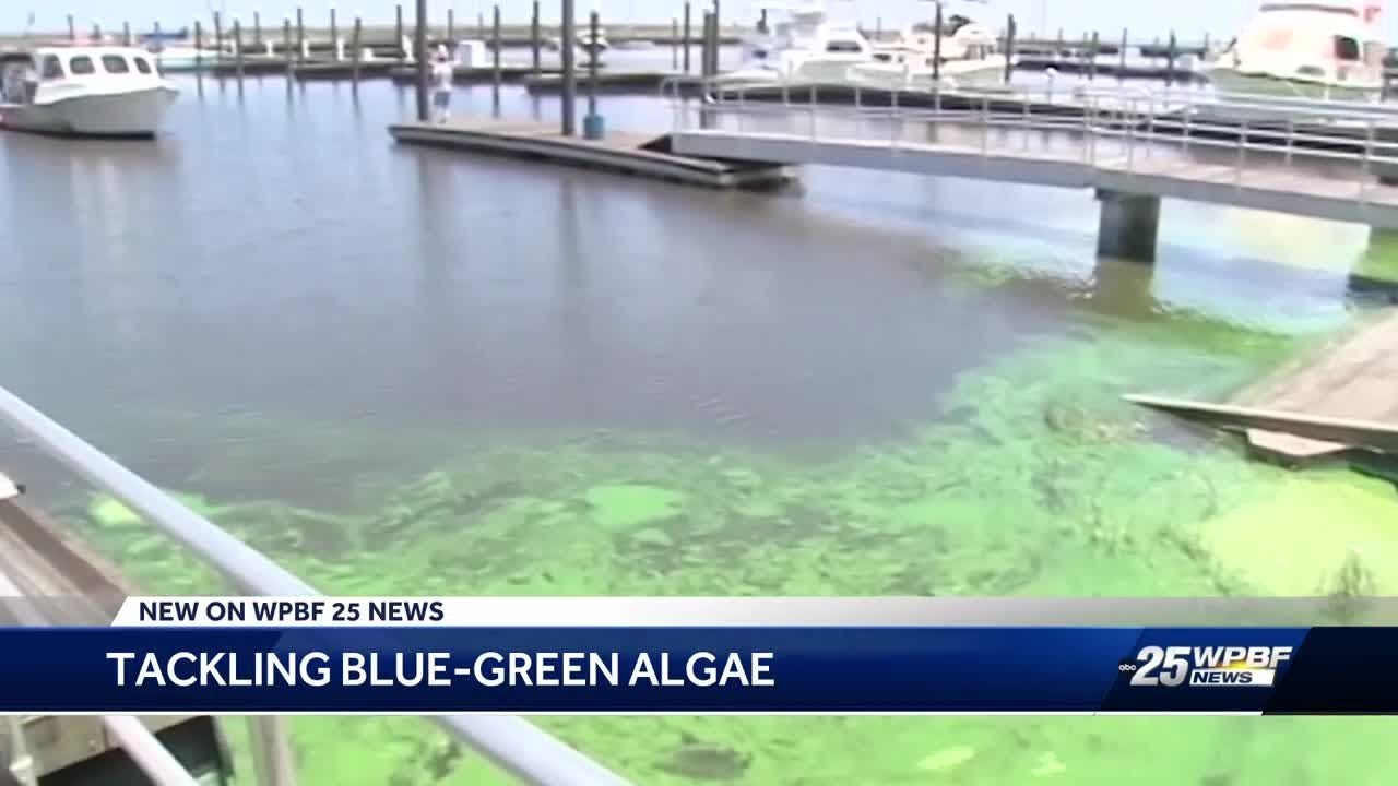 Toxic Blue-Green Algae Task Force discusses progress and continued ...