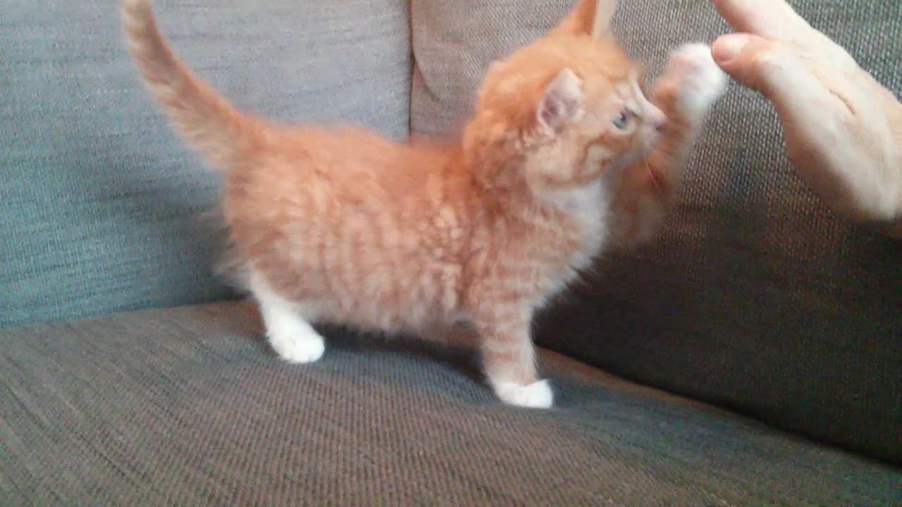 Kitty high five... - YouTube