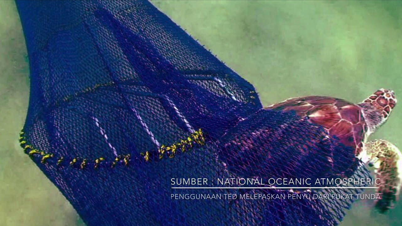MENGENALI TURTLE EXCLUDER DEVICE (TED) SECARA VISUAL - YouTube