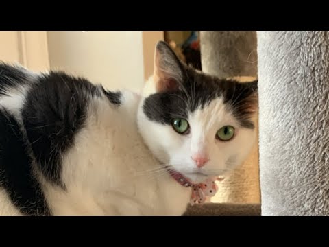 Sydney Cat Is Live 🦜 - YouTube