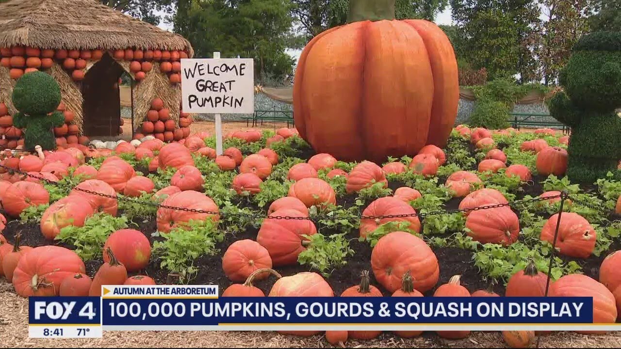 Peanuts-themed pumpkin village now at Dallas Arboretum - YouTube