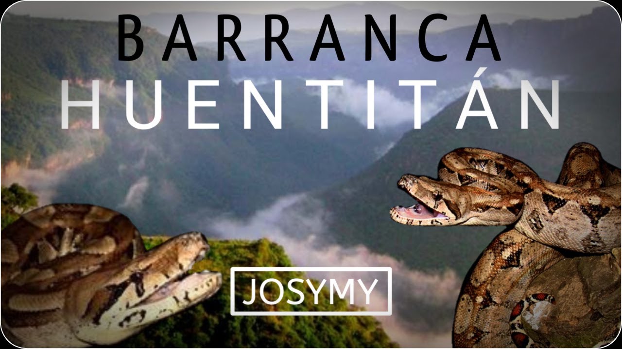 Breve Historia Natural de la Mazacuata o Boa de Norteamérica (Boa sigma ...