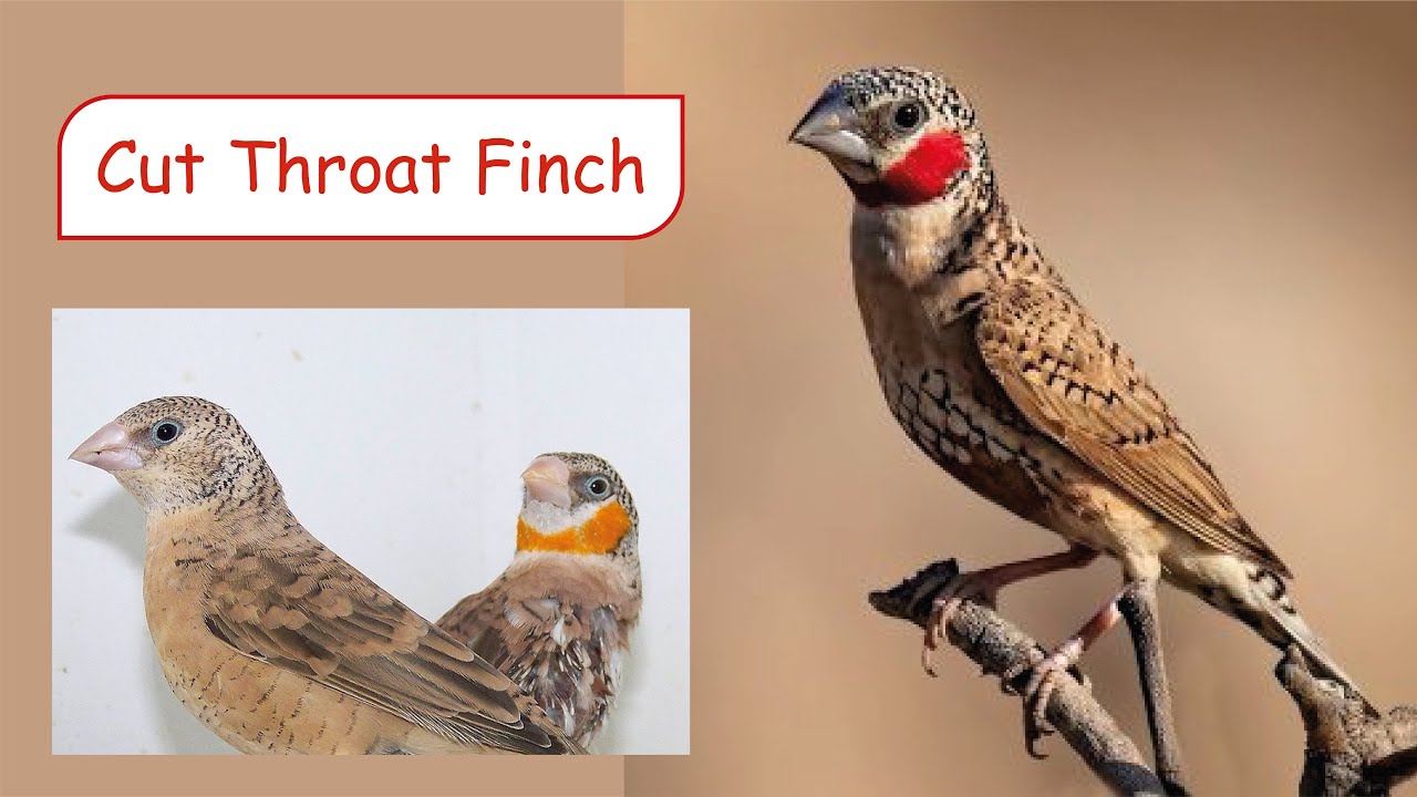 Cur throat finch (Orange ribbon) - YouTube