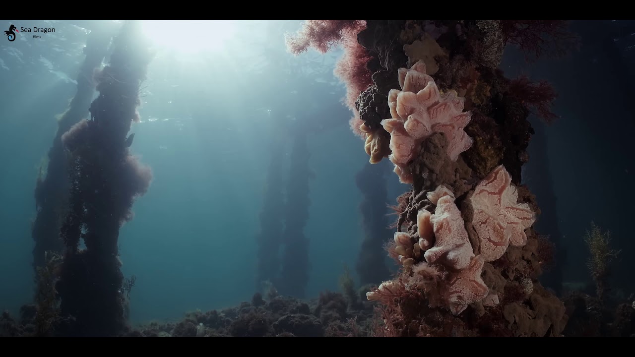 ardrossan jetty yorke peninsula underwater - YouTube