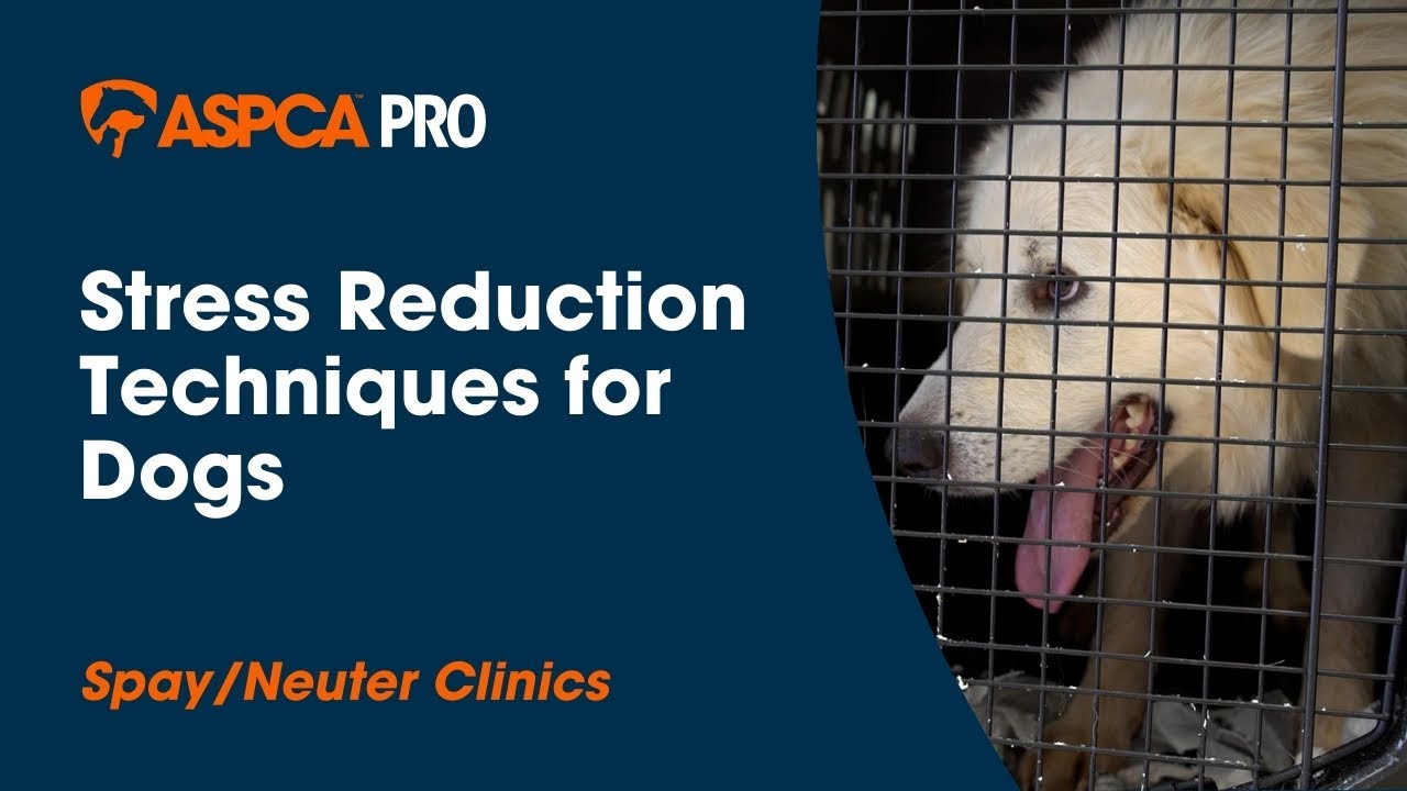Spay/Neuter Gentle Animal Handling: Stress Reduction Techniques for ...