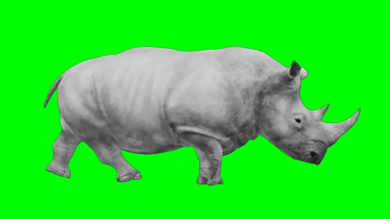 Gray Rhino green screen - YouTube