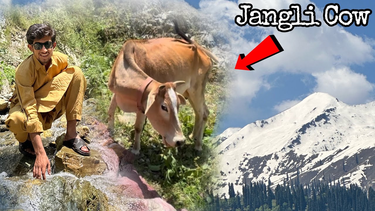 Jangli Cow Mil Gayi Mountains Ma😨 | Naran Tour - YouTube