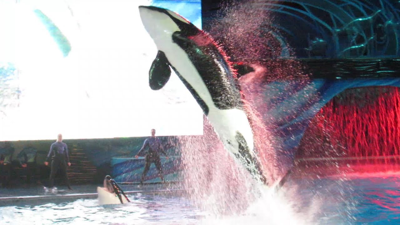 Shamu's Celebration: Light Up The Night - Full Show (7/20/19) - YouTube