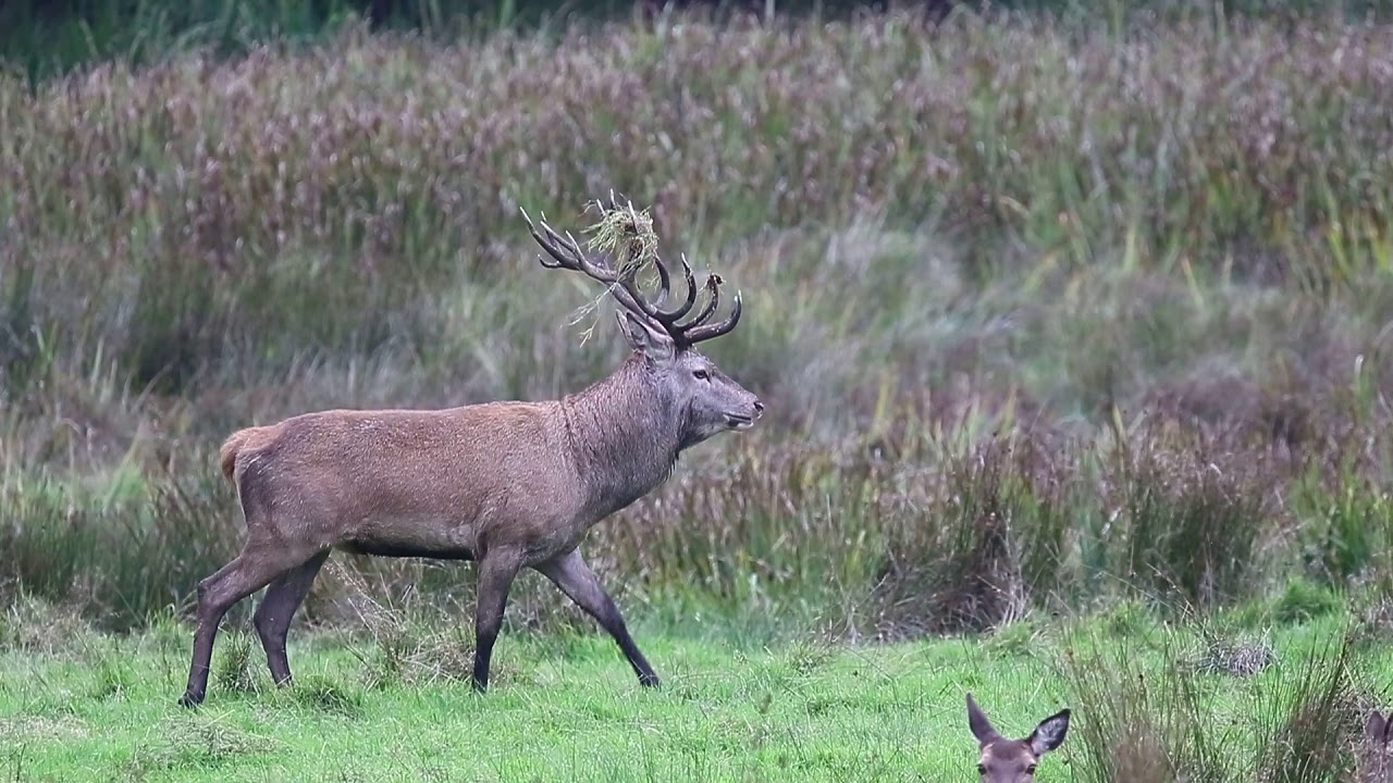 Large Native Irish Red Deer Stag Thrashing and Roaring 2017 - YouTube