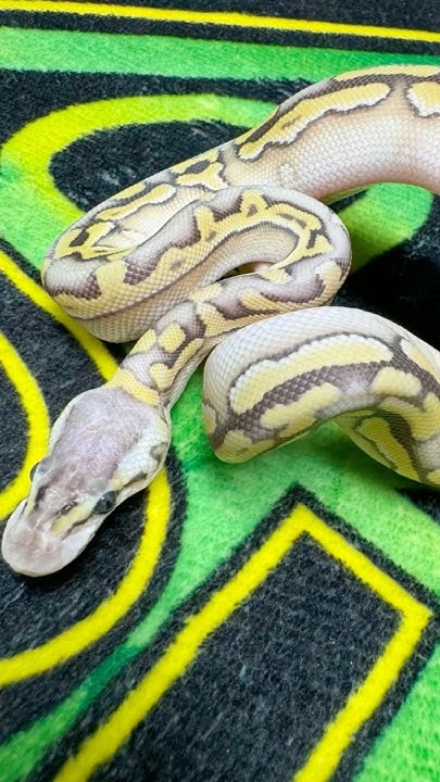 Exceptional Puzzle Ball Python - YouTube