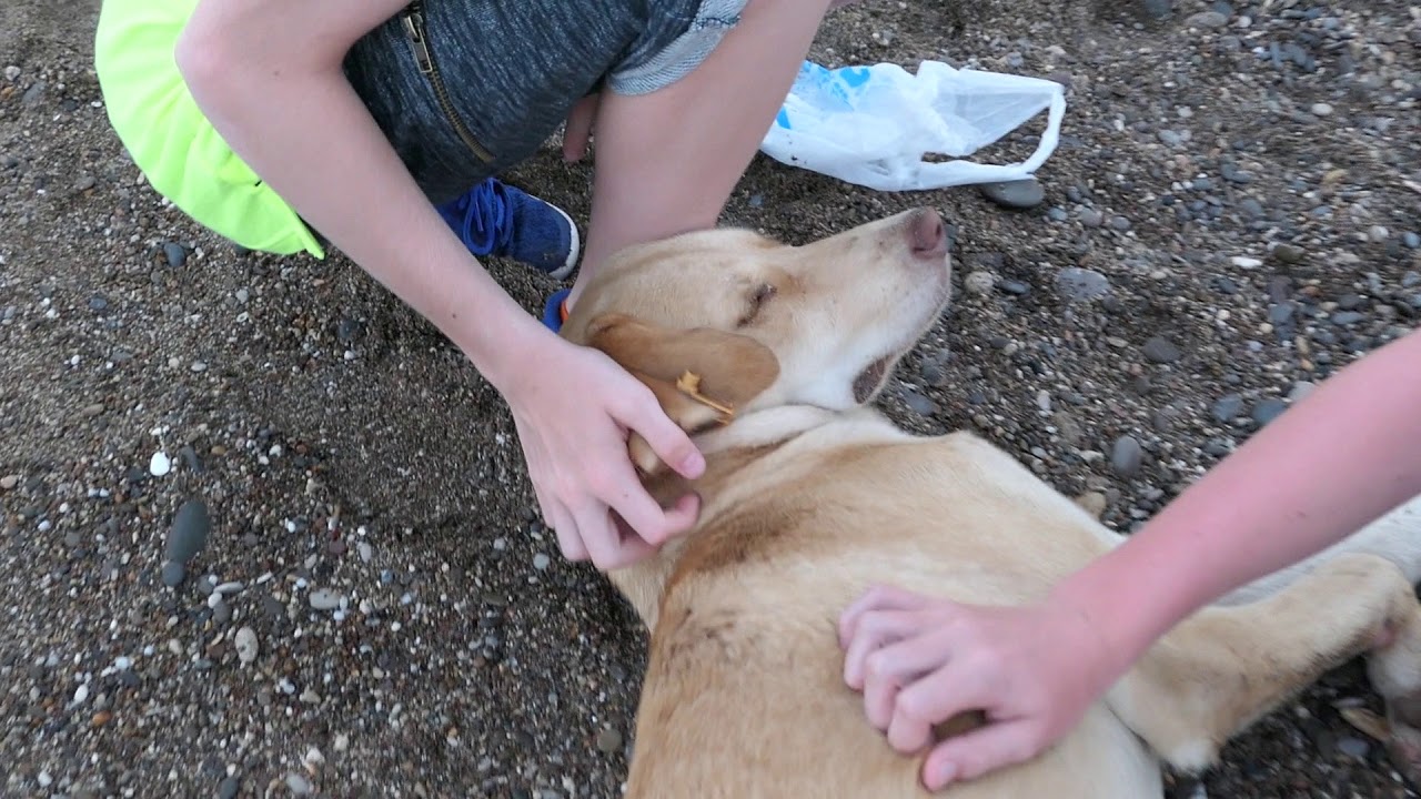 Friendly stray dog, Antalya, Turkey - YouTube