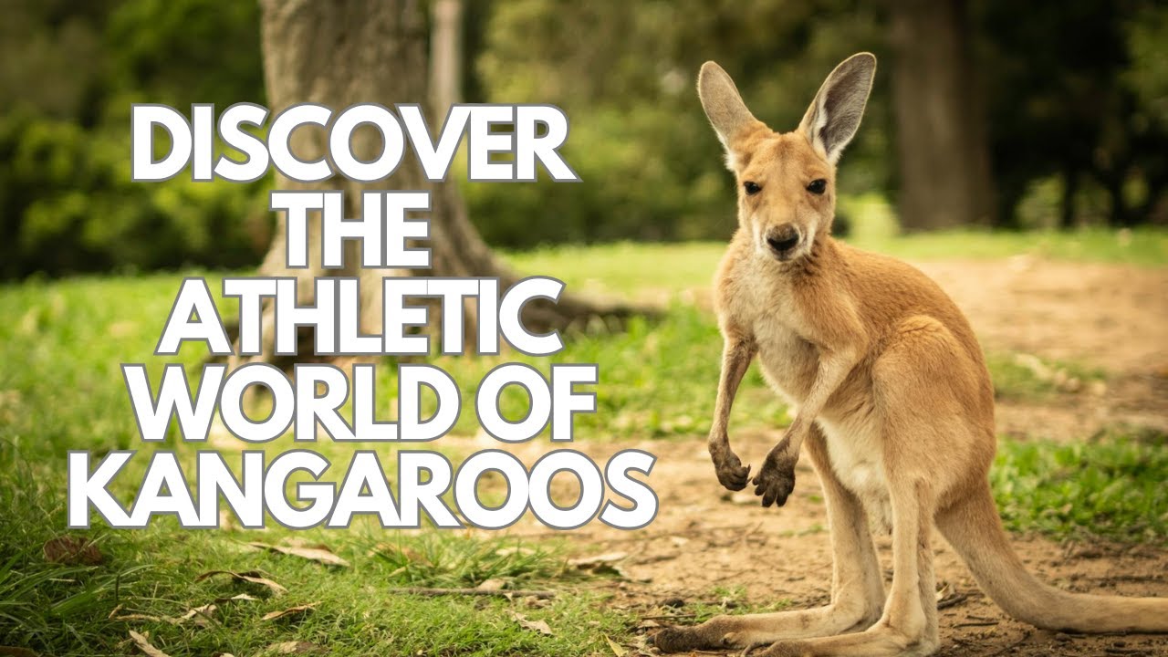 Kangaroos - YouTube