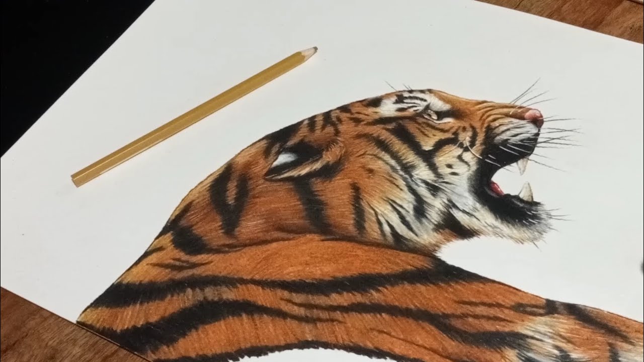 Realistic tiger drawing Timelapse fur shading by Harley Akers - YouTube