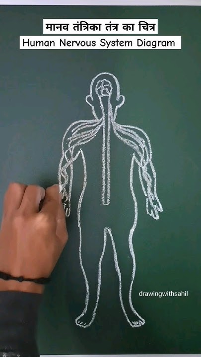 👍 Human Nervous System Easy 👍 #art #drawing #biology #science #bio # ...