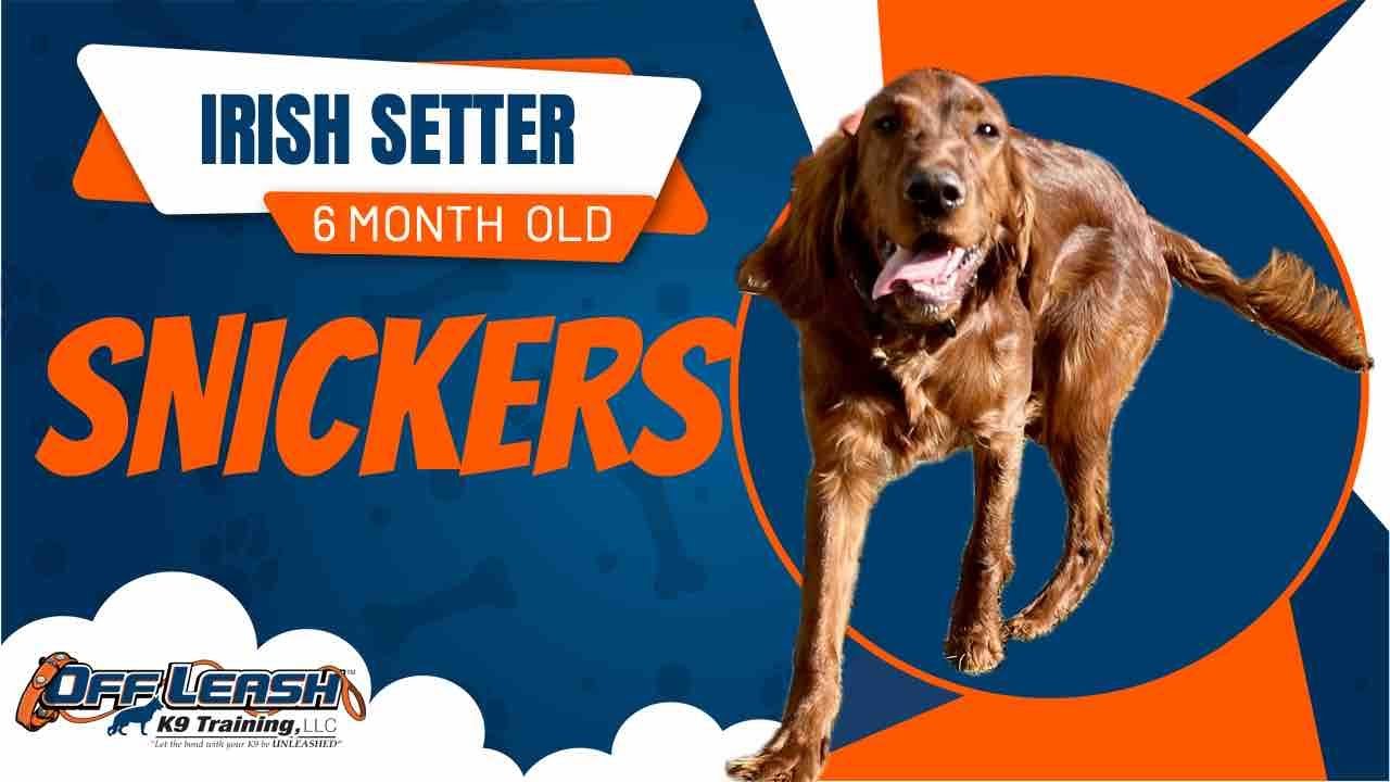 Snickers- 6 Month Old Irish Setter- 2 Week Board and Train - YouTube