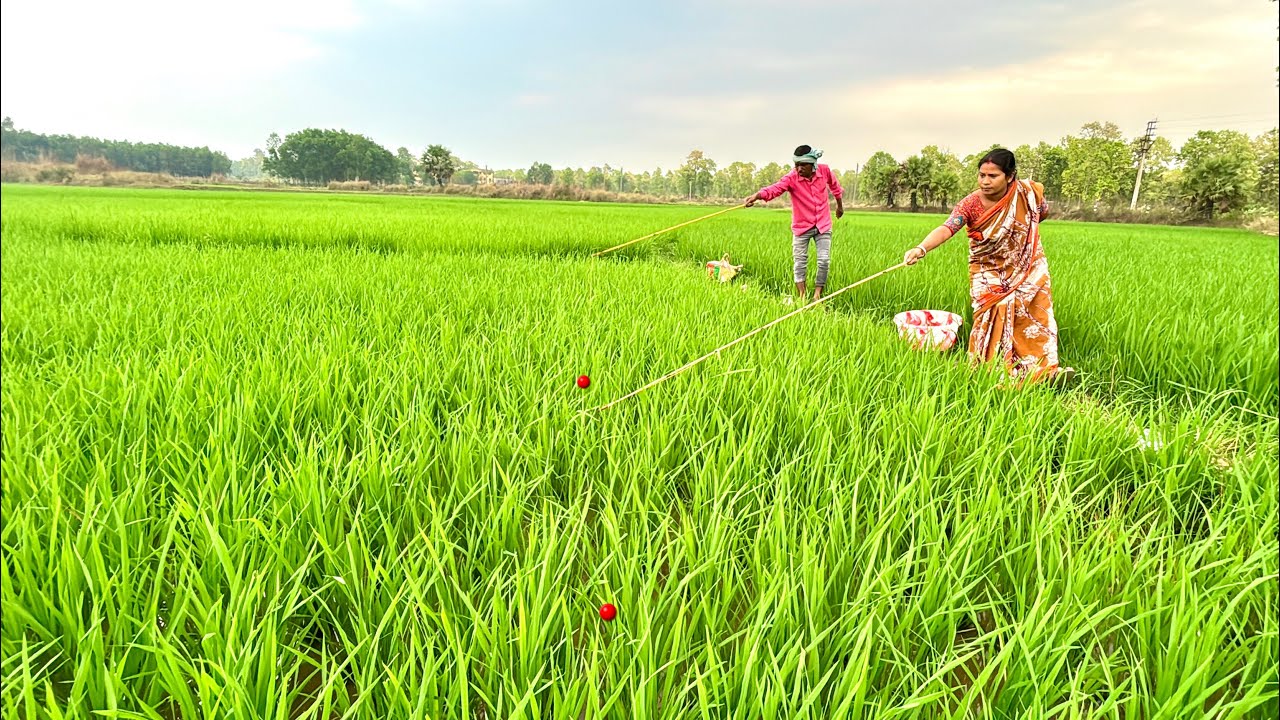 Fishing Video | The joy of fishing in a paddy field is different in ...