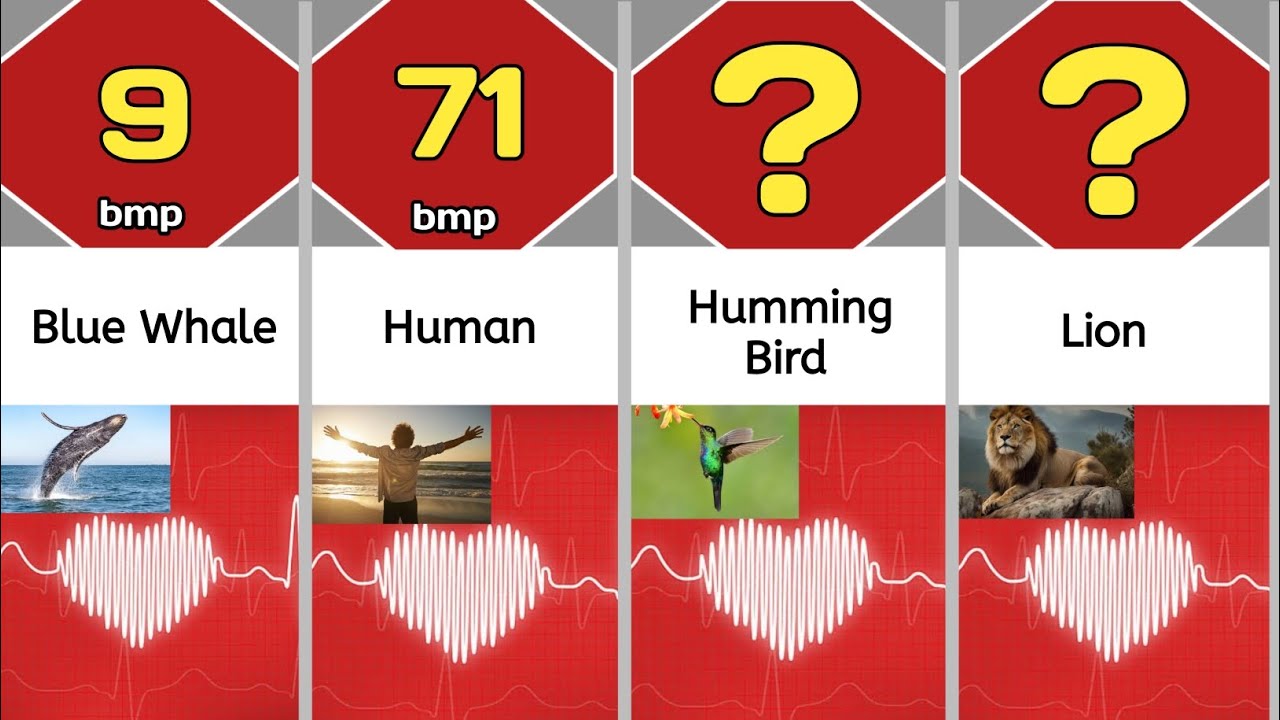 Comparison : Heart Beat Rate | Animals and Birds - YouTube