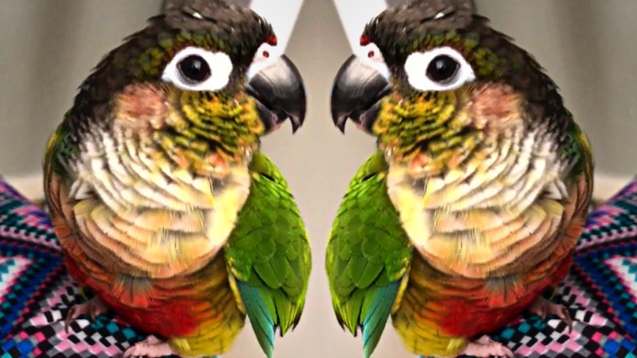 Goofy & Playful Green Cheek Conure Parrot 🦜 #playful #greencheekconure ...