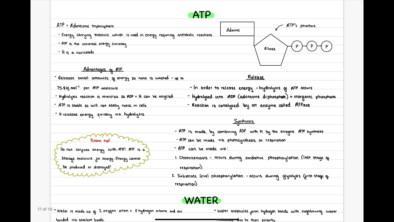 A-level Biology - ATP and water - YouTube