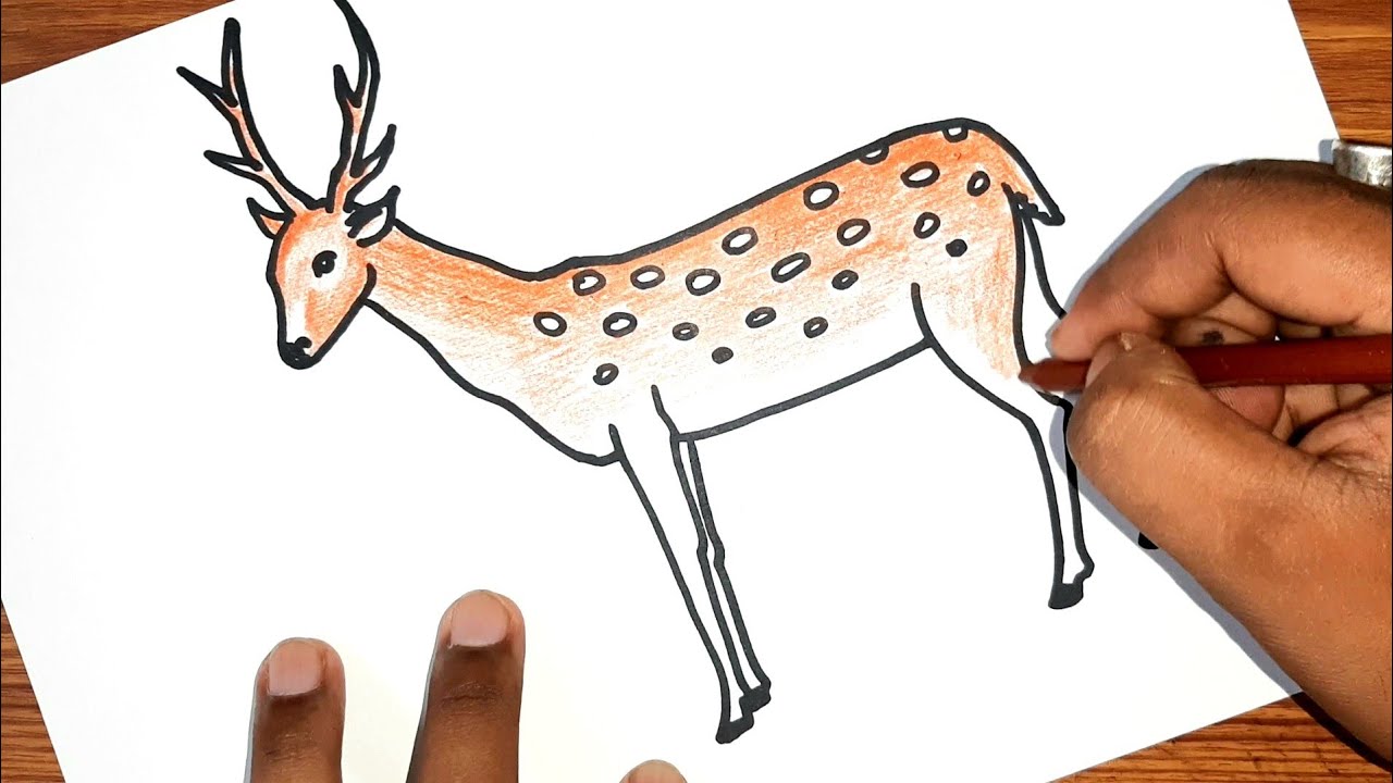 How to draw a DEER step by step | হরিণ drawing easy | - YouTube