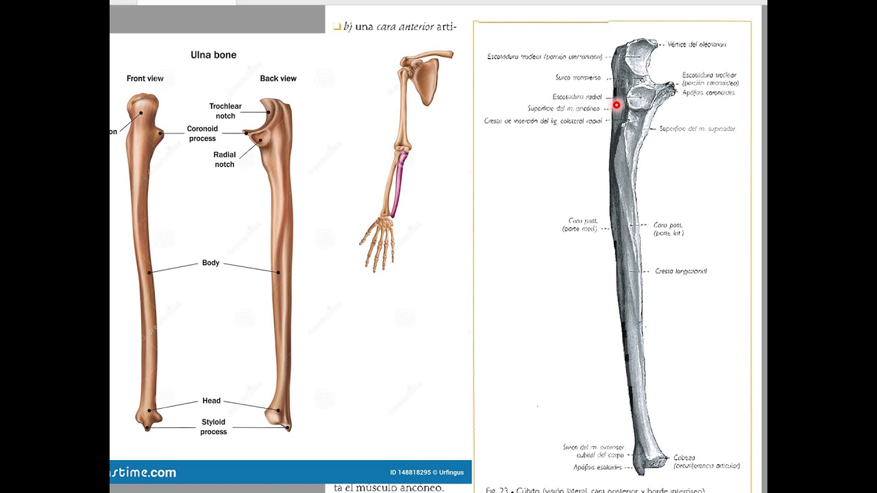 HUESO CUBITO - YouTube