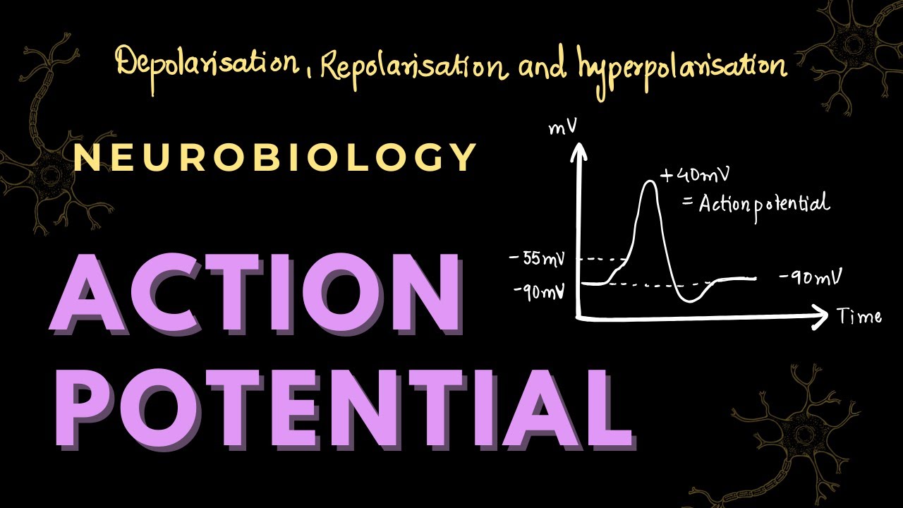 Action Potential | Depolarization, Repolarization, Hyperpolarization ...