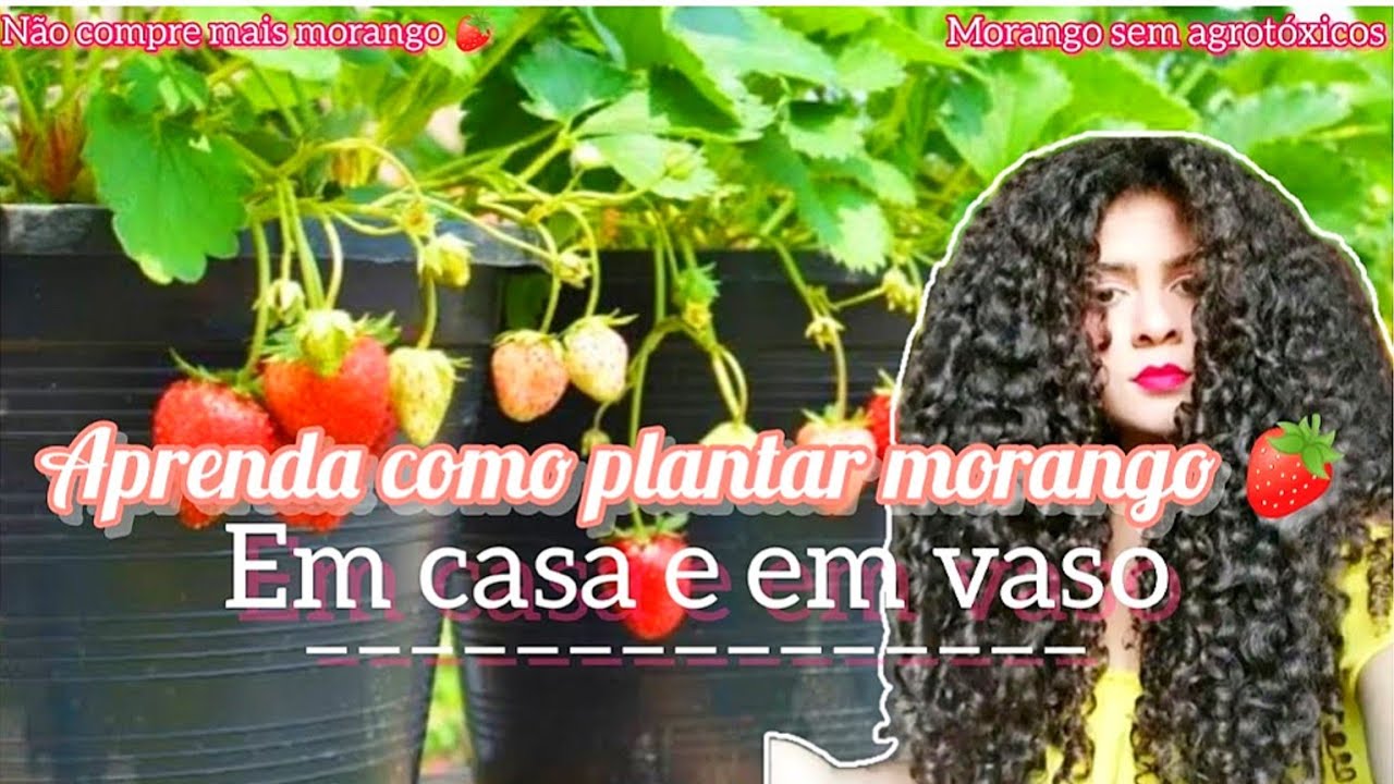Como plantar morango pela semente pela🧑‍🌾 germinação e cultivar em vaso ...