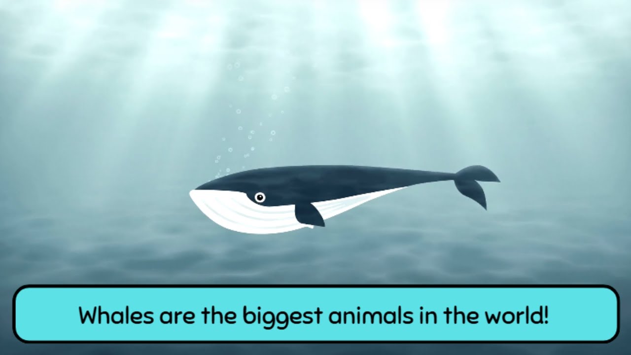 🐋 Fun with Whales! Cool Whale Facts for Kids | Learn & Play! 🌊🎶 - YouTube