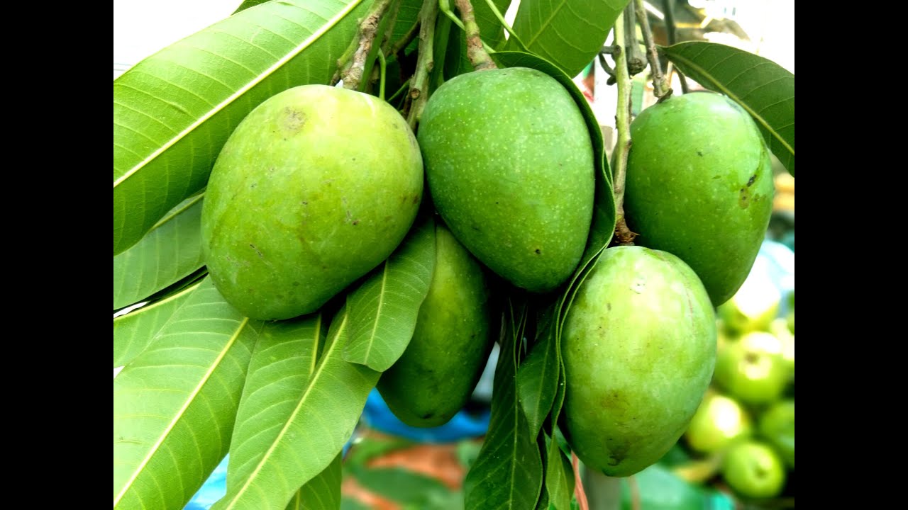 Raw Mango | Green Mango With Mustard | Masala Street Food - YouTube