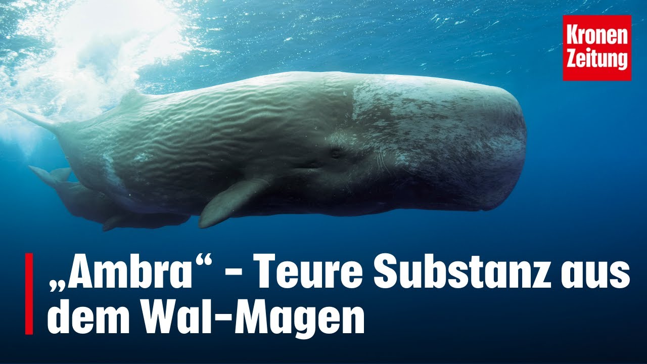 „Ambra“ - Teure Substanz aus dem Wal-Magen | krone.tv NEWS - YouTube