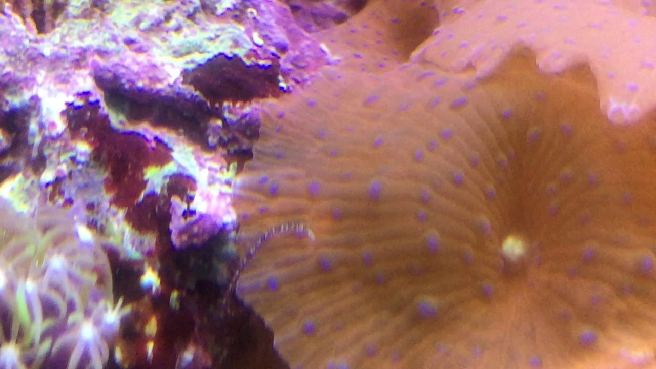 2017 10 04 Micro Reef Tank Brittlestar Ophiuroidea - YouTube