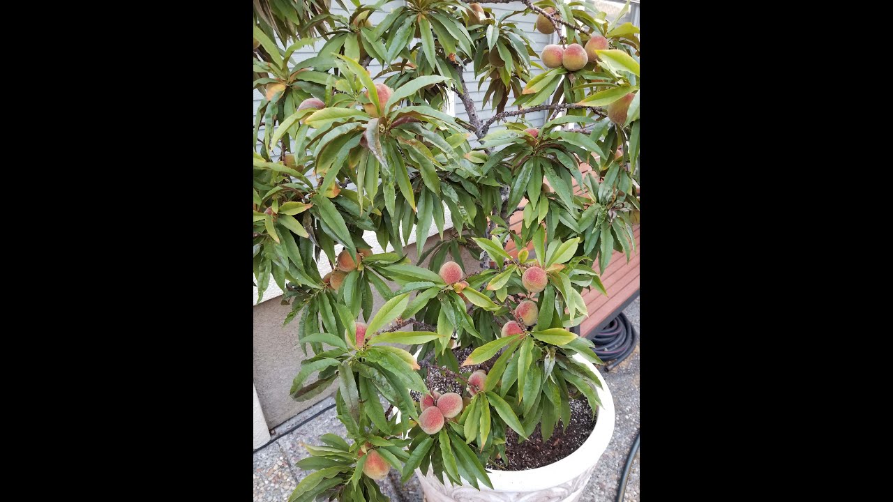 "Bonfire" Dwarf Ornamental Peach-Flowering Tree (Part 3: The Fruit ...