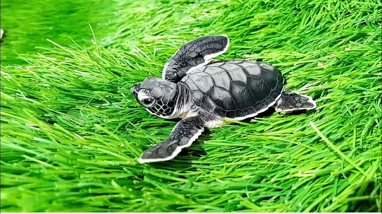 I Love My Turtle Everything You Can Imagine Is Real In Self Decoration ...