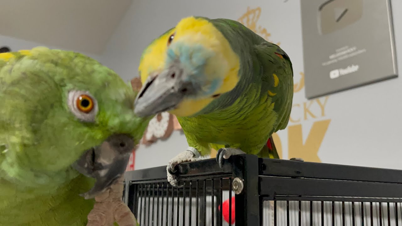 Loro discutiendo porque ya no quiere estar encerrado/loro trata mal asu ...