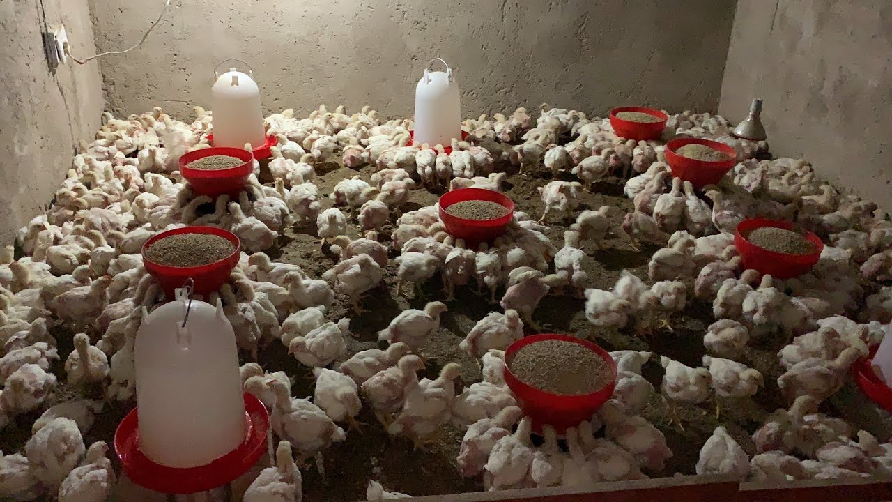 How To Start Farming How Much Do You Need To Start Farming Broiler how-to-start-farming-how-much-do-you-need-to-start-farming-broiler